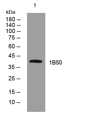 1B50 Rabbit Polyclonal Antibody