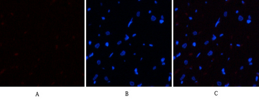 eIF2α (phospho Ser51) Rabbit Polyclonal Antibody