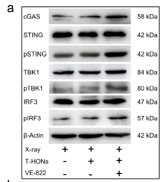 TMEM173 (Phospho Ser366) Rabbit Polyclonal Antibody