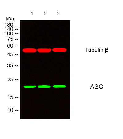 ASC Rabbit Polyclonal Antibody