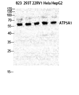 ATP5A Rabbit Polyclonal Antibody