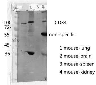 CD34 Rabbit Polyclonal Antibody