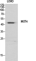 MCT4 Rabbit Polyclonal Antibody