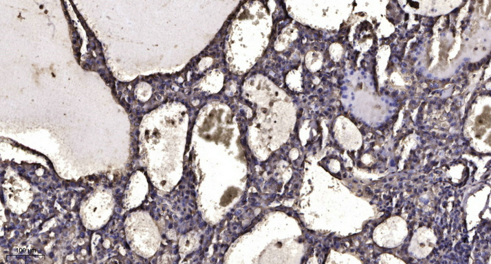 Neuron Navigator 1 Rabbit Polyclonal Antibody
