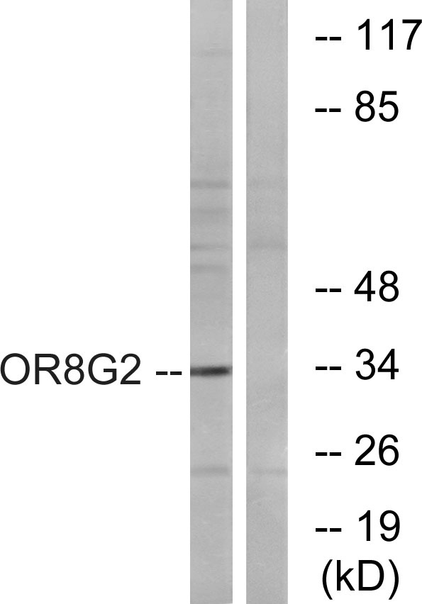 Olfactory receptor 8G2 Rabbit Polyclonal Antibody