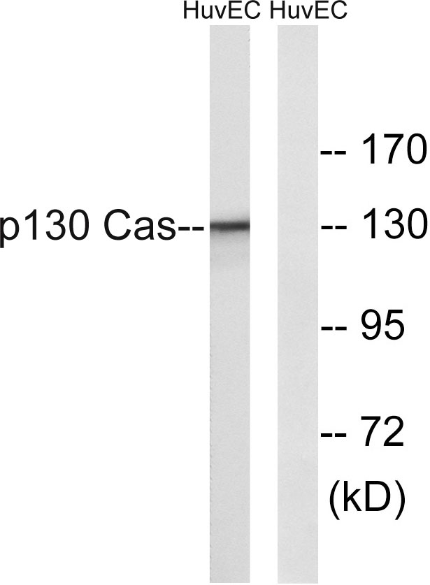 p130 Cas Rabbit Polyclonal Antibody