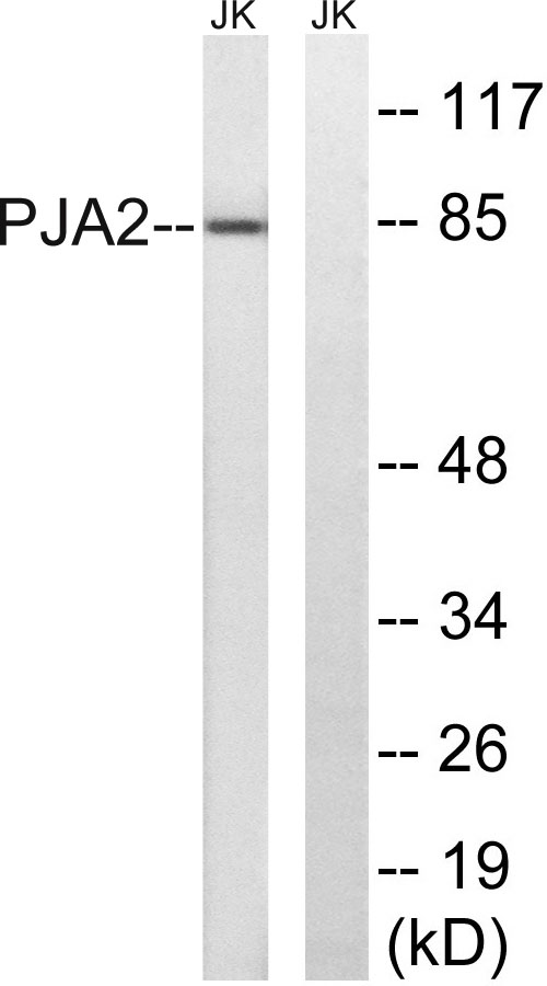 PJA2 Rabbit Polyclonal Antibody