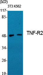 TNF-R2 Rabbit Polyclonal Antibody