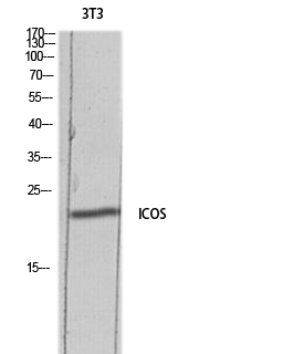 ICOS Rabbit Polyclonal Antibody