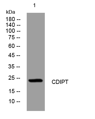 CDIPT Rabbit Polyclonal Antibody