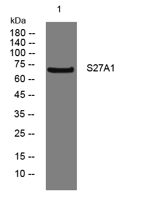 S27A1 Rabbit Polyclonal Antibody