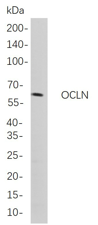 OCLN (12W14) Rabbit Monoclonal Antibody