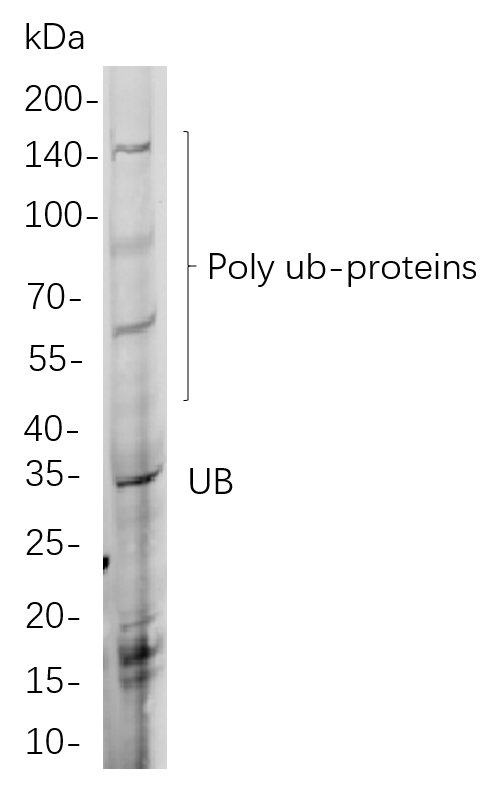 Ubiquitin K48 (11C11) Rabbit Monoclonal Antibody