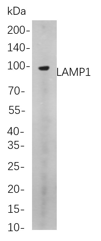 LAMP1 (9W12) Rabbit Monoclonal Antibody