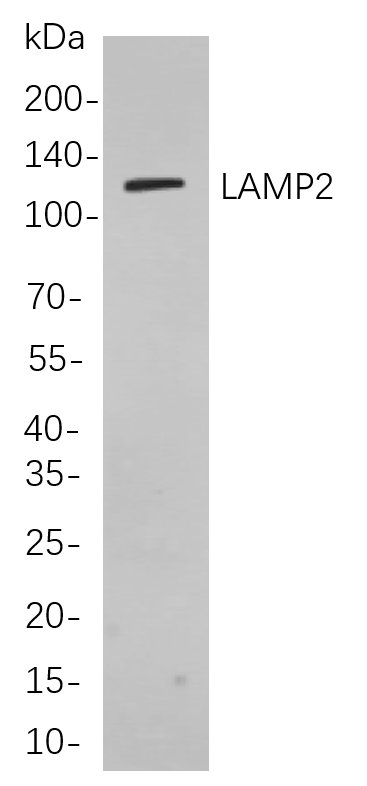 LAMP2 (7J3) Rabbit Monoclonal Antibody