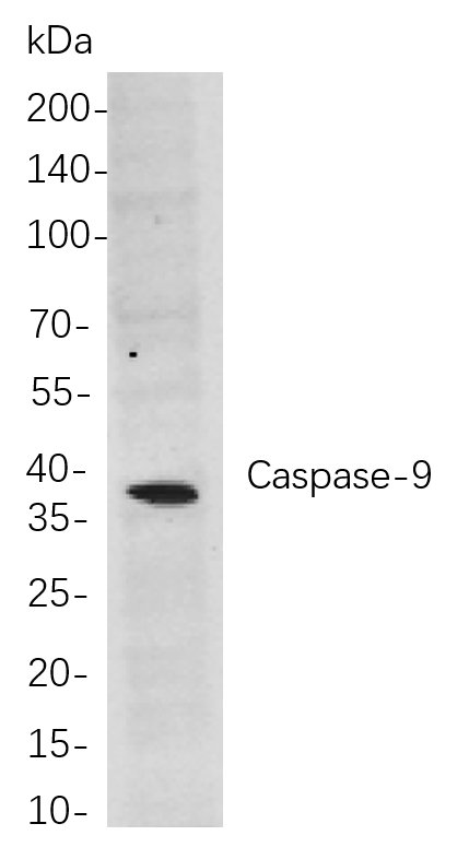 Caspase-9 (6B10) Rabbit Monoclonal Antibody