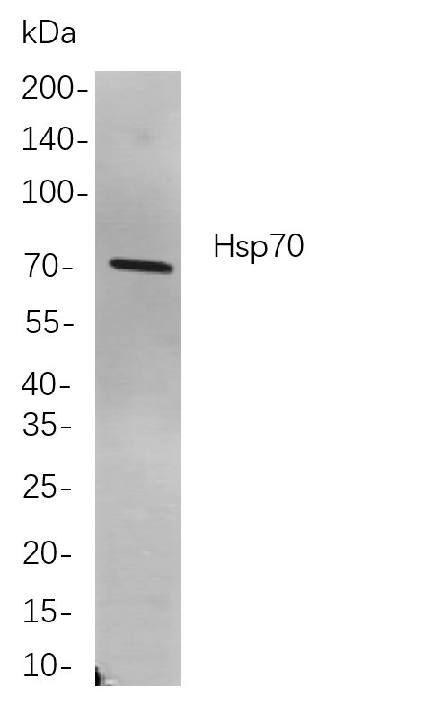 Hsp70 (4D5) Rabbit Monoclonal Antibody