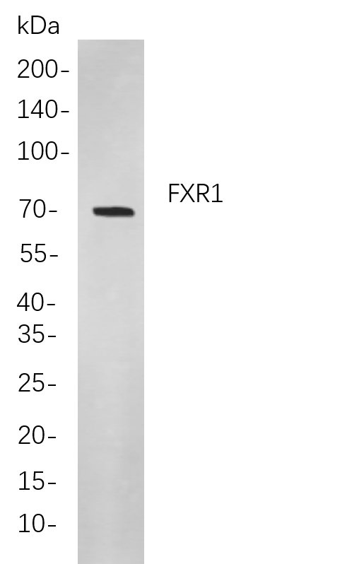 FXR1 (10M19) Rabbit Monoclonal Antibody