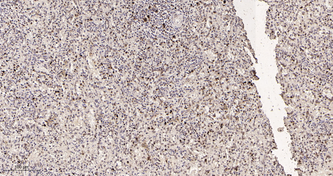 PCNA (3C11) Rabbit Monoclonal Antibody