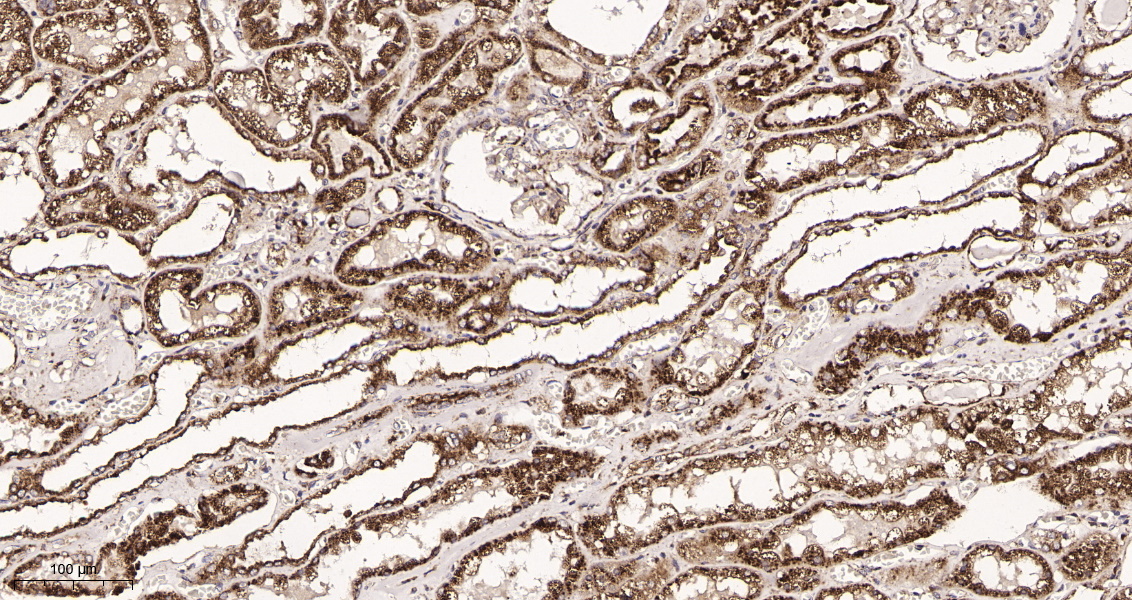 LAMP2 (7J3) Rabbit Monoclonal Antibody