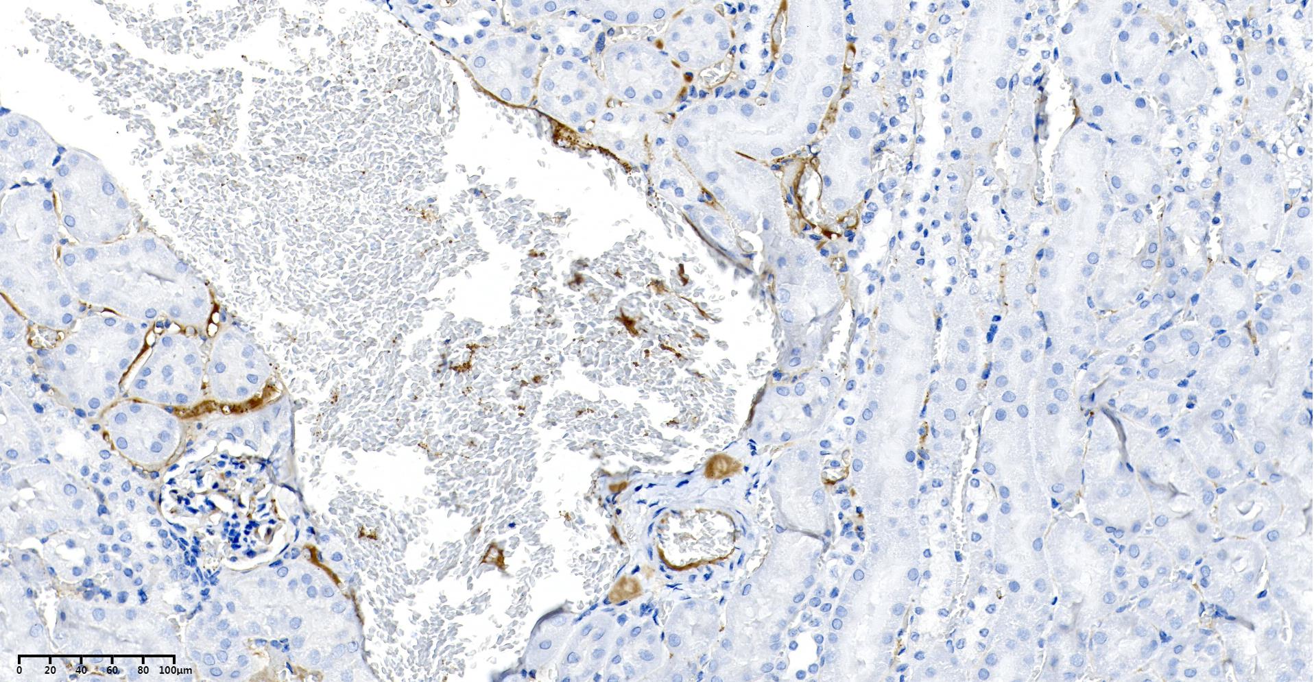 LAMP2 (7J3) Rabbit Monoclonal Antibody