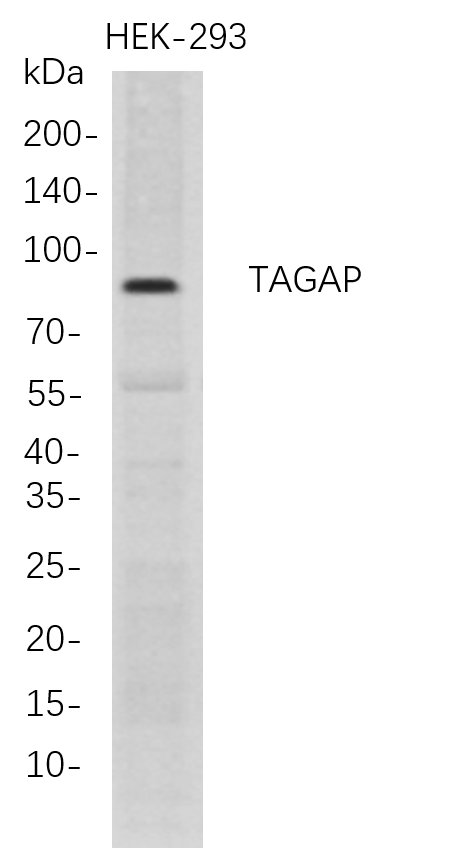 TAGAP (18W10) Rabbit Monoclonal Antibody