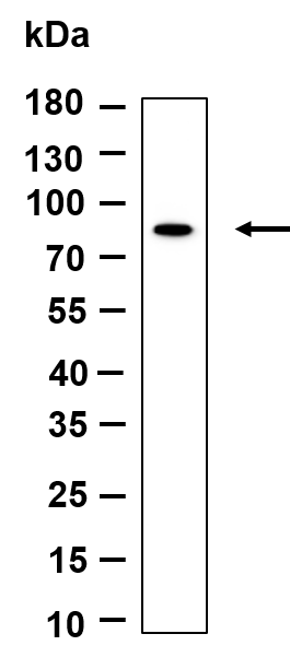 TBK1 (Phospho Ser172) (12R14) Rabbit Monoclonal Antibody