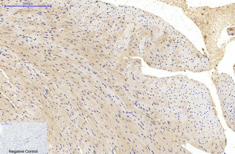 α-tubulin(Acetyl Lys40)(4A8)Mouse Monoclonal Antibody