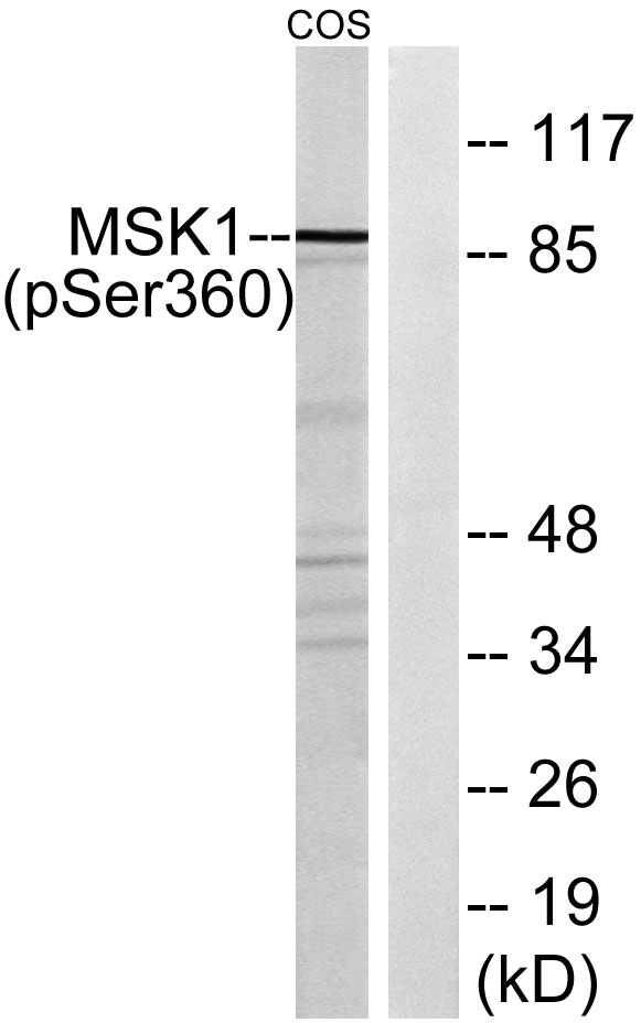 MSK1 (phospho Ser360) Polyclonal Antibody