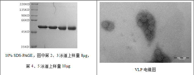 重组HPV 18-L1蛋白（VLP）